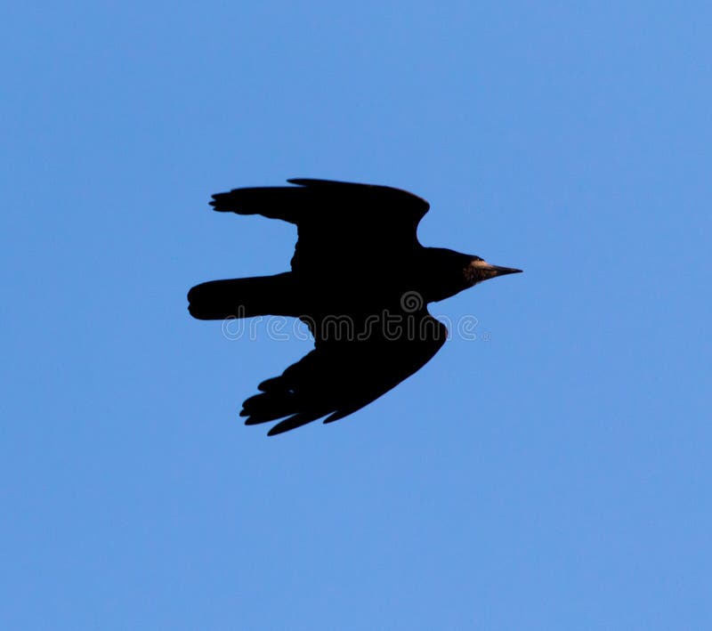 Crow on a Background of Blue Sky through the Trees Stock Image - Image ...