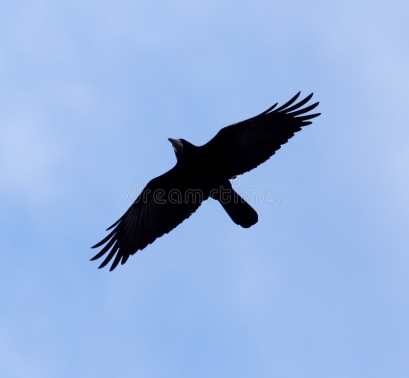 Crow on a Background of Blue Sky Stock Photo - Image of wildlife, fauna ...