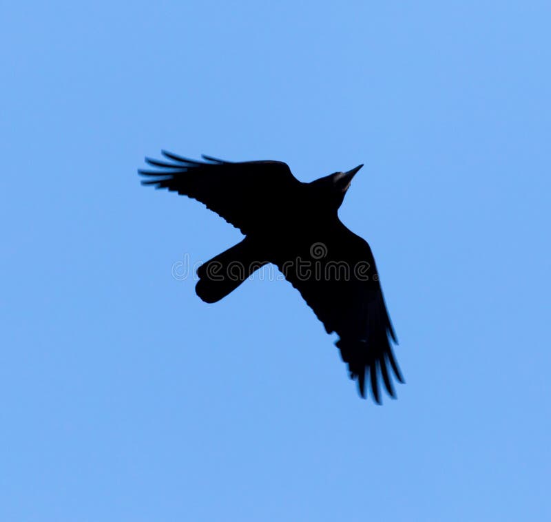 Crow on a Background of Blue Sky Stock Photo - Image of bird, animal ...