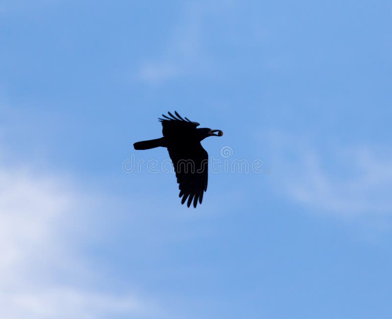 Crow on a Background of Blue Sky Stock Photo - Image of bird, animal ...