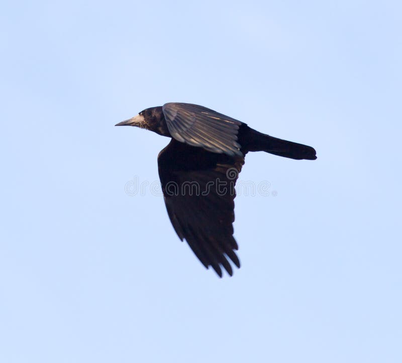 Crow on a Background of Blue Sky Stock Photo - Image of bird, animal ...