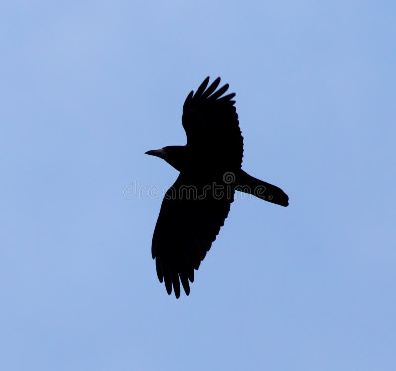 Crow on a Background of Blue Sky through the Trees Stock Image - Image ...
