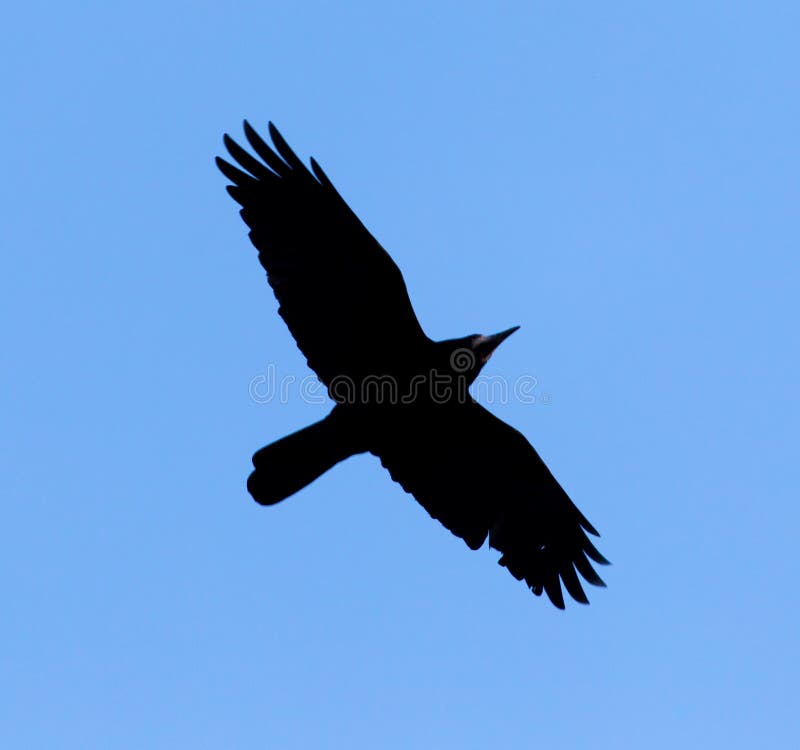 Crow on a Background of Blue Sky through the Trees Stock Image - Image ...
