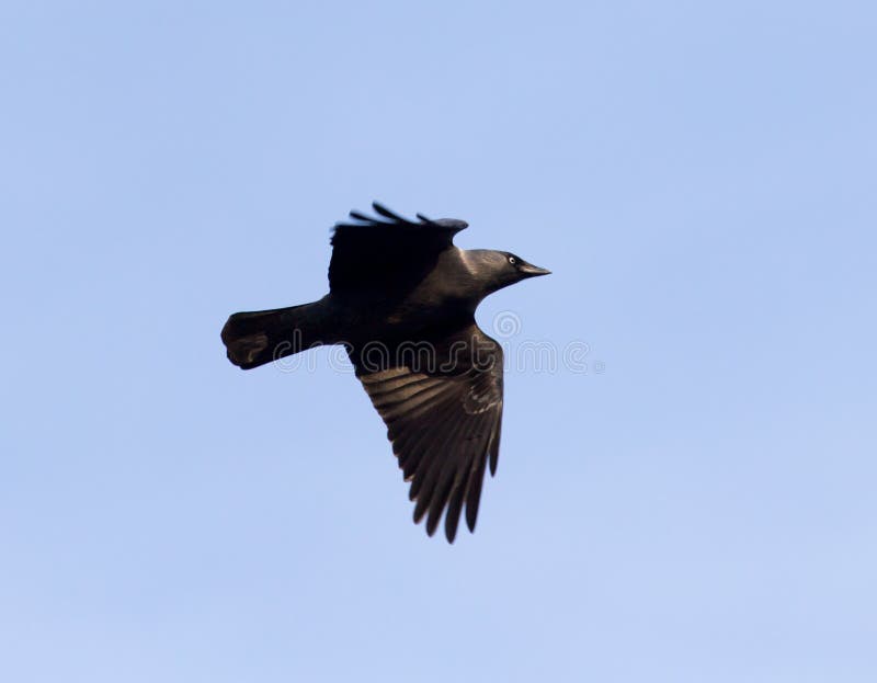 Crow on a Background of Blue Sky Stock Photo - Image of spring, fauna ...