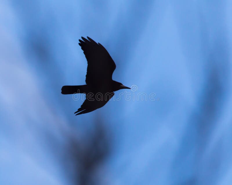 Crow on a Background of Blue Sky through the Trees Stock Image - Image ...