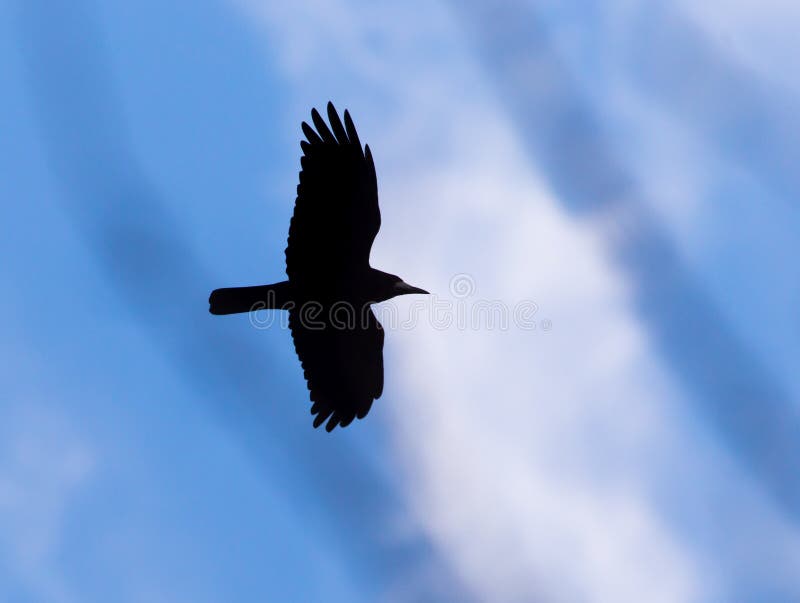 Crow on a Background of Blue Sky through the Trees Stock Image - Image ...