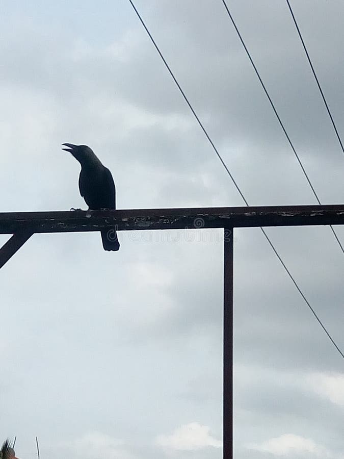 Crow bar stock photo. Image of cheerfull, blossoms, calls - 98499298