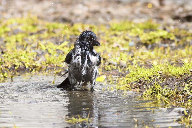Crow Bathes in a Puddle of Water on a Bright Spring Meadow Stock Image ...