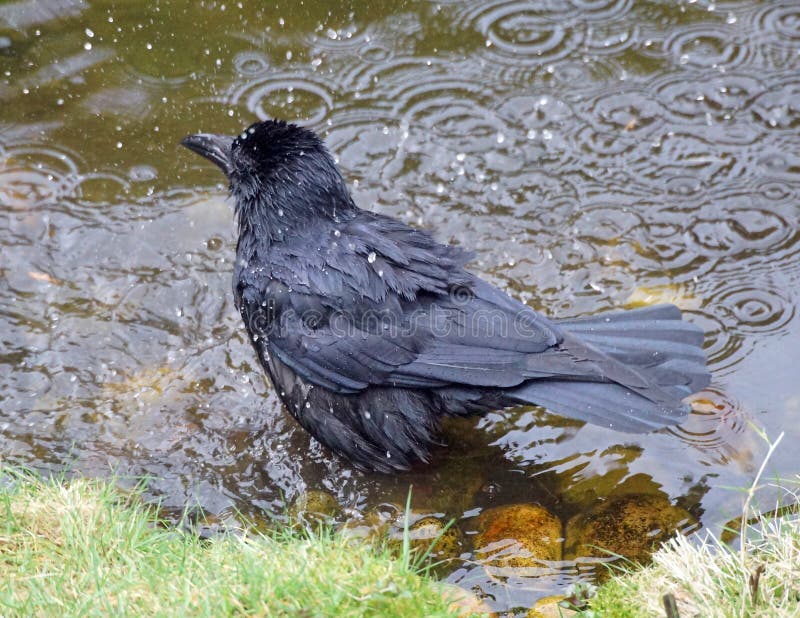 Crow Bathing in a Garden Pond Stock Photo - Image of taking, bird ...