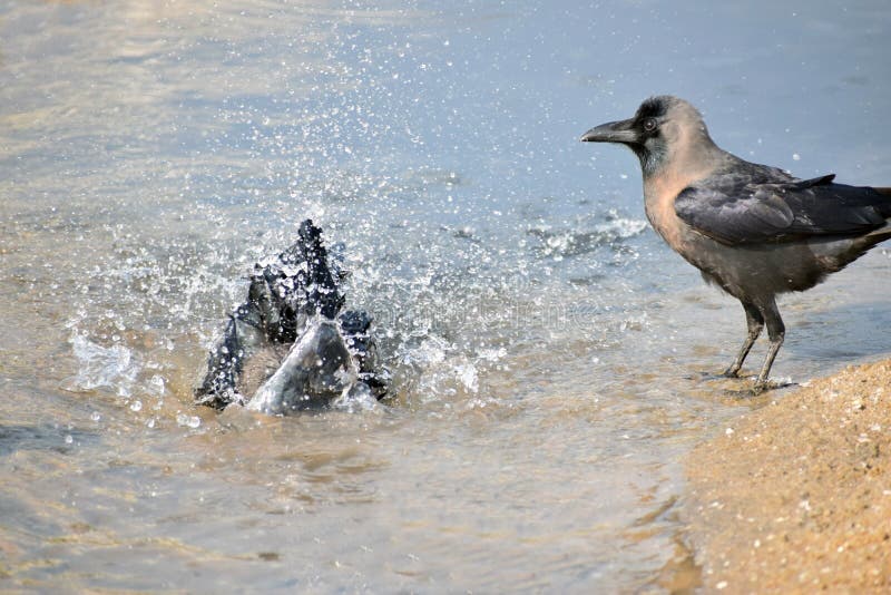 A Crow Bathing in the River Stock Image - Image of shorebird, crow ...