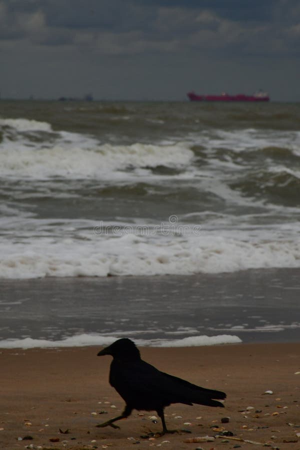 Crow on the beach stock image. Image of beach, black - 127638949