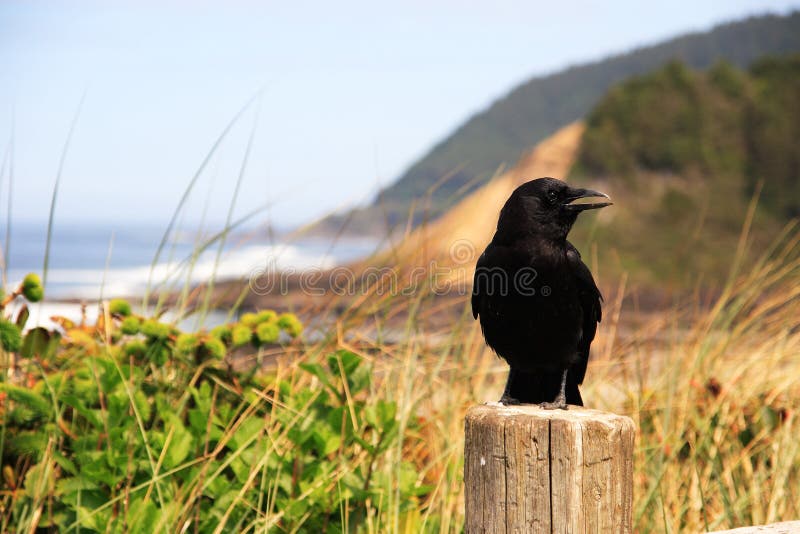 Crow at the Beach stock photo. Image of picnic, trip, travel - 799754