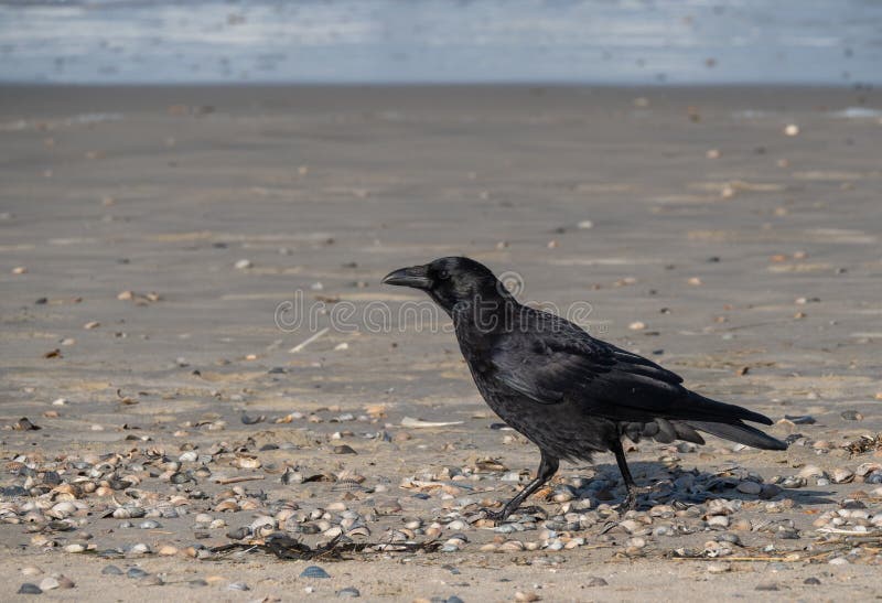 Crow in a Beach stock photo. Image of beach, crow, close - 65769066