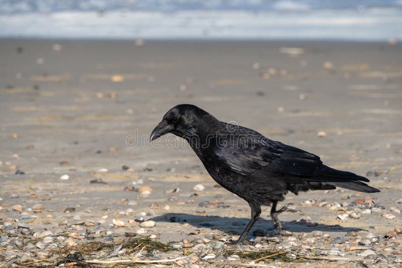 Crow on the beach stock photo. Image of beach, bird - 161188236