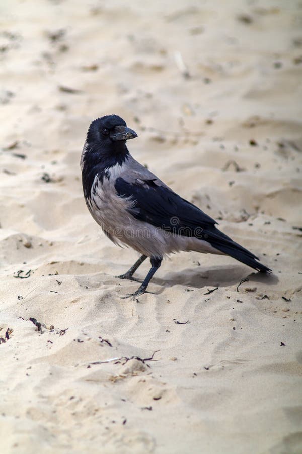 Crow on beach stock image. Image of nature, shorebird - 239992847