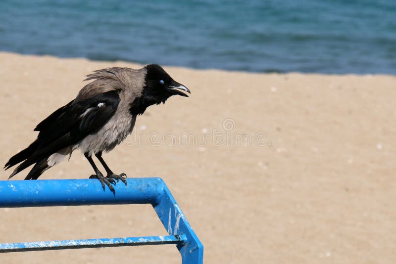 Crow on the beach stock image. Image of fauna, summer - 75032031