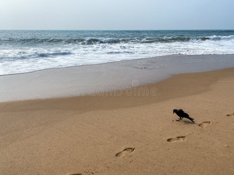 A crow on a beach stock photo. Image of environment - 276110184