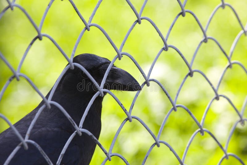 Crow Behind Wire Stock Photos - Free & Royalty-Free Stock Photos from ...