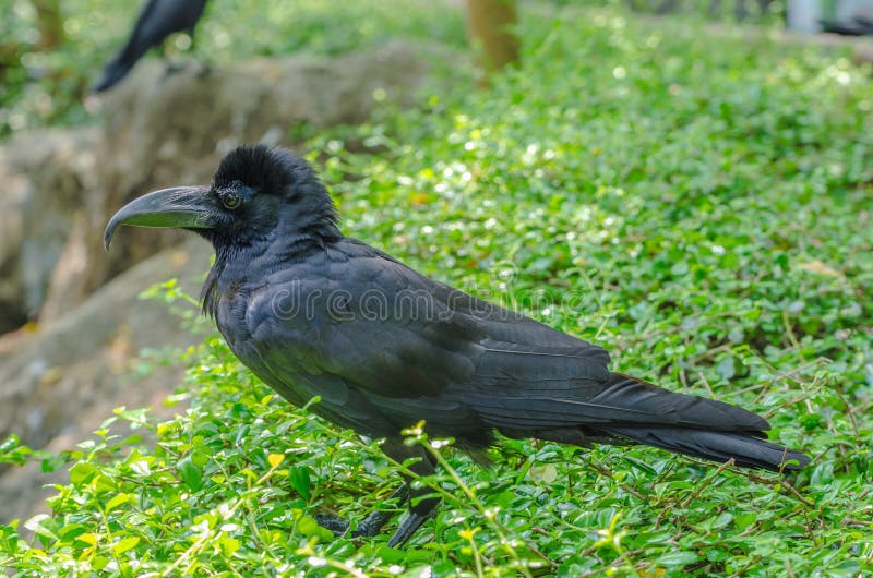 Crow stock image. Image of flying, crow, animal, nature - 54021527