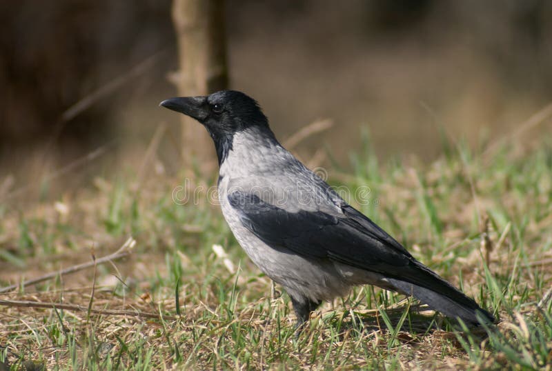Crow bird stock photo. Image of crow, grass, wildlife - 2149906