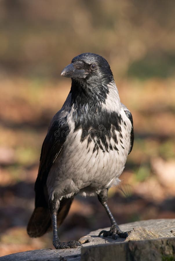 Crow bird stock photo. Image of gaze, raven, stare, wildlife - 2161140