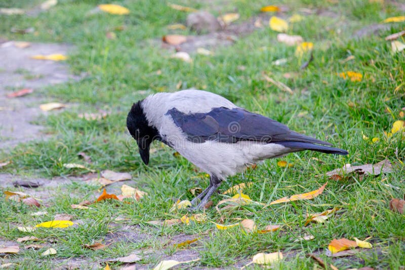 Crow bird stock photo. Image of birds, beak, ornithology - 163220212