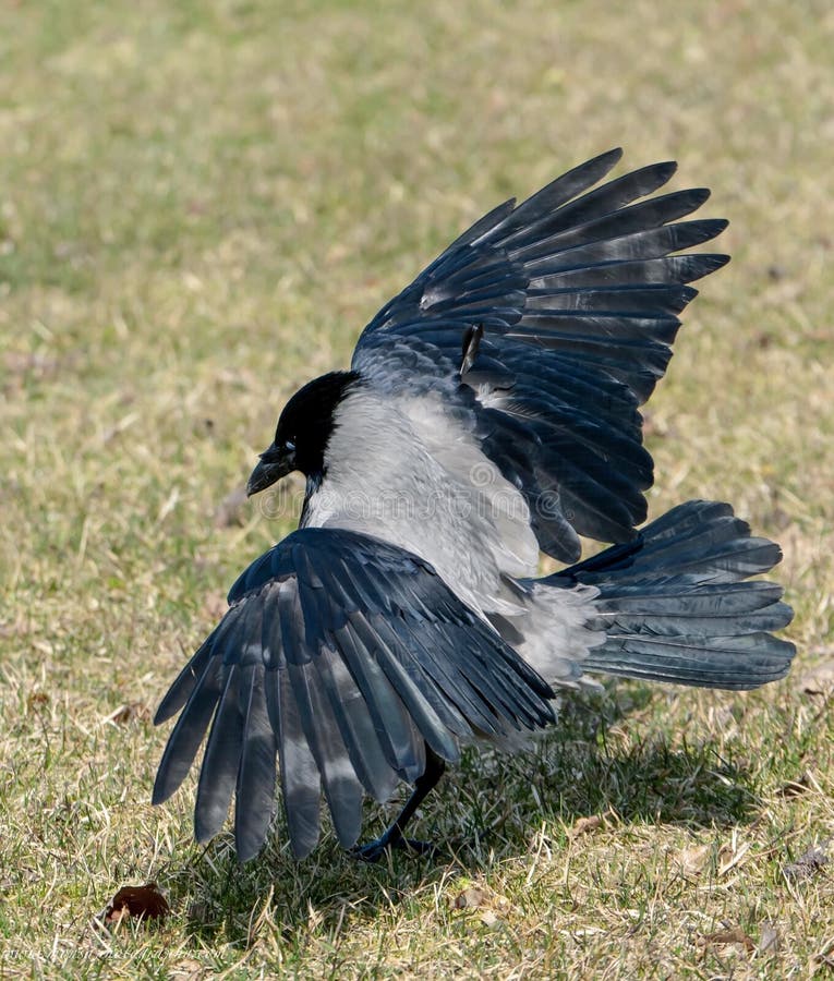 Crow stock image. Image of crow, grey, dancing, black - 146644799