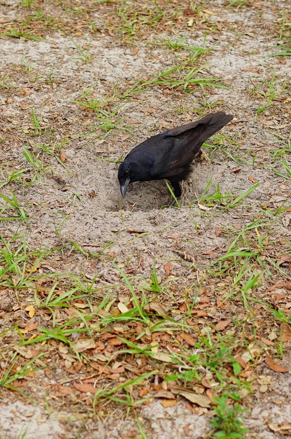 Crow Bird is Digging a Hole Stock Photo - Image of bird, corax: 53922632