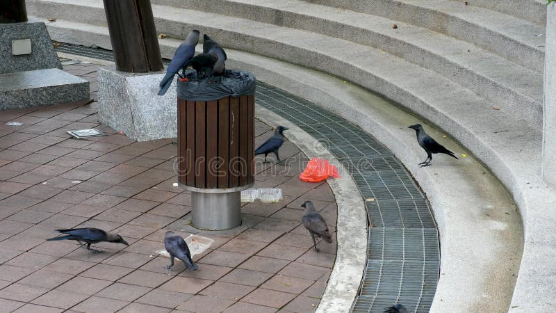Crow Bird Eating Garbage from Trash Bin and Doing Mess in City Stock ...