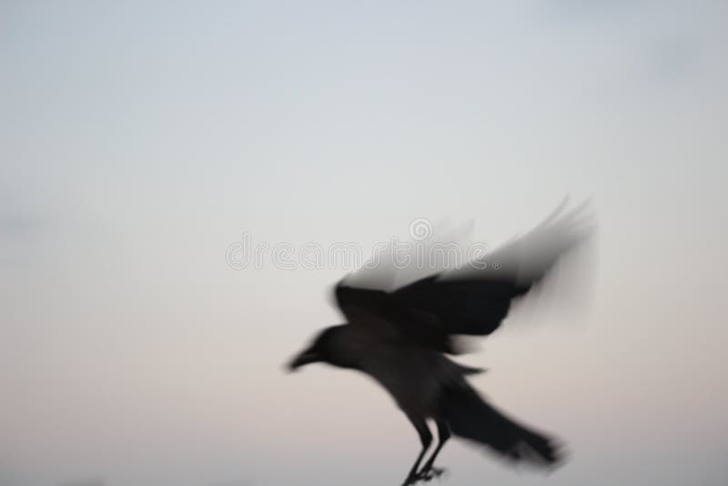 The crow flies away stock photo. Image of freedom, birds - 171826986