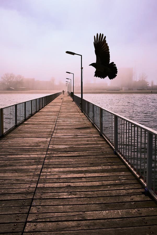 Crow, Bird Fly Over a Bridge on the Black Sea Stock Photo - Image of ...