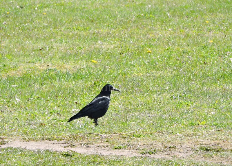 Crow bird on grass stock photo. Image of surface, body - 91555616