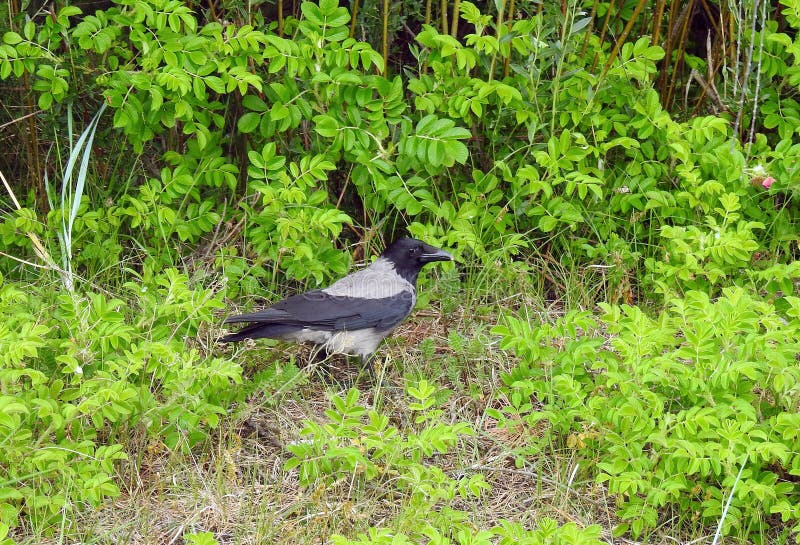 Crow bird, Lithuania stock photo. Image of head, ground - 95065084