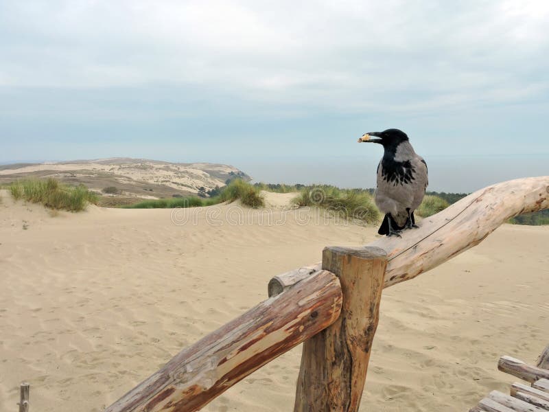 Crow bird stock photo. Image of closeup, body, wild, bird - 45392464