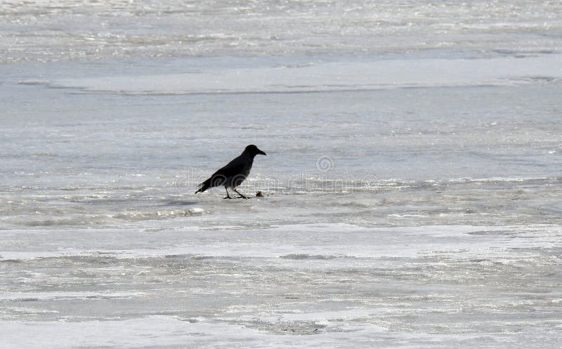 Crow Bird on River Ice, Lithuania Stock Image - Image of beautiful ...