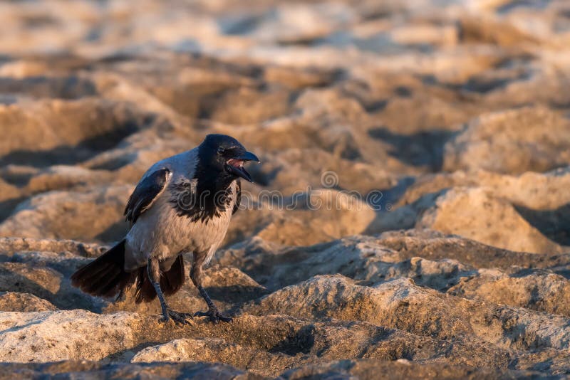 Crow bird on the rocks stock image. Image of animal - 177433449