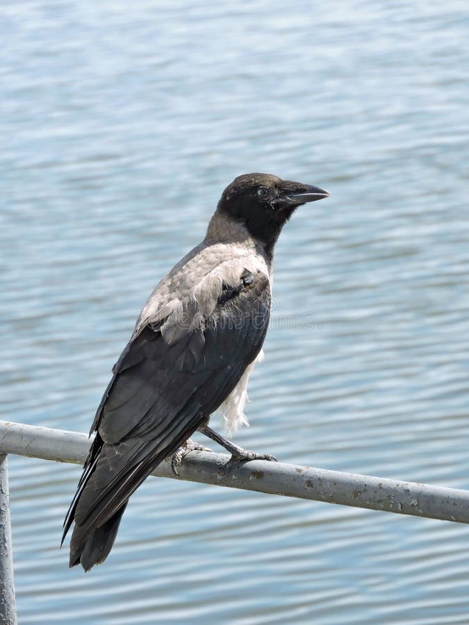 Crow bird stock photo. Image of fence, lithuania, black - 42798220