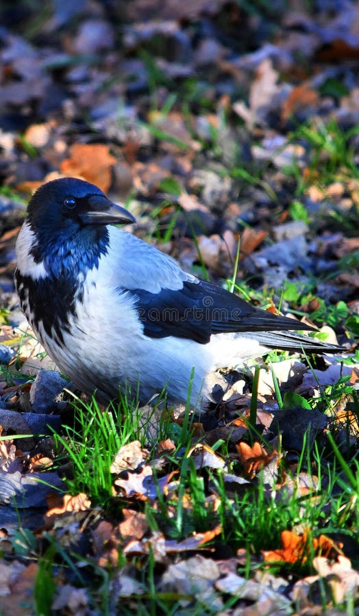 Crow bird summer stock image. Image of summ, animal - 207130691
