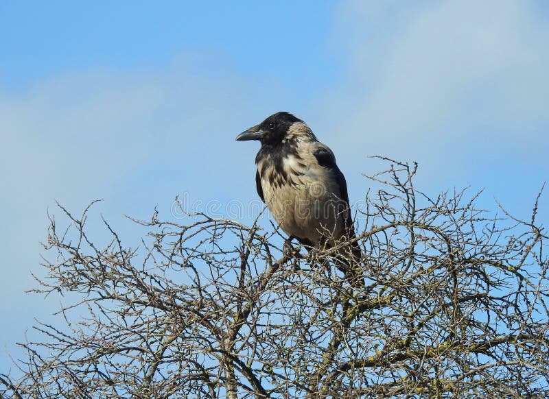 Crow Bird on Tree Branch , Lithuania Stock Photo - Image of feather ...