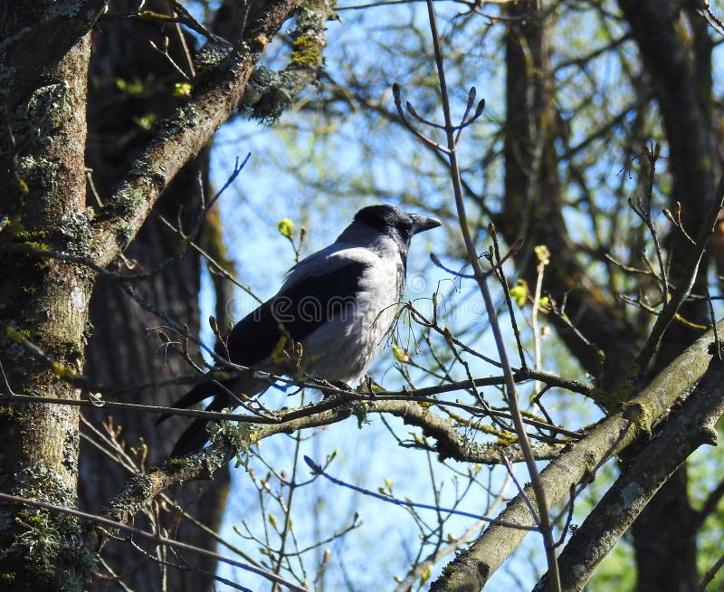 Crow Bird on Tree Branch, Lithuania Stock Photo - Image of plant, tree ...