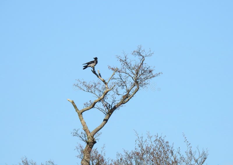 Crow Bird on Tree Branch, Lithuania Stock Photo - Image of crow ...