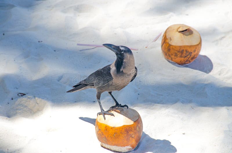 Crow the Bird on White Sand Eats Fruit a Coco Stock Photo - Image of ...