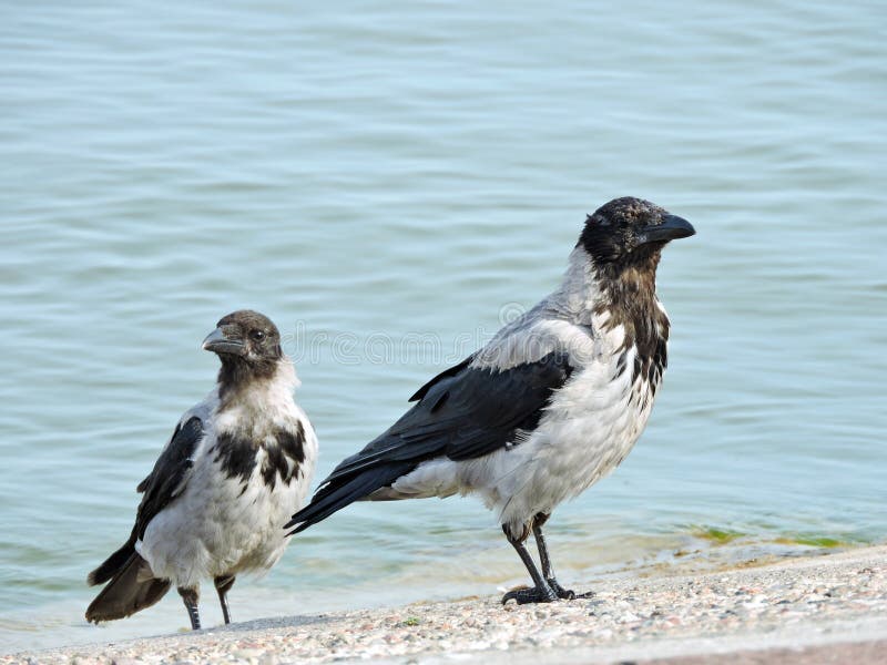 Crow birds, Lithuania stock image. Image of feather, animal - 47369031