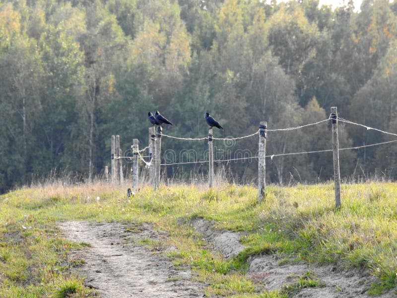 Two crow birds, Lithuania stock image. Image of wild - 97118379