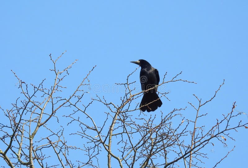 Crow Birds on Tree Branch, Lithuania Stock Photo - Image of nest, white ...