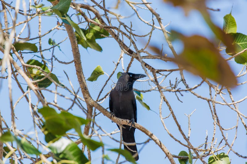 Crow, Birds Crow on a Tree a Live Crow on Branch Stock Photo - Image of ...