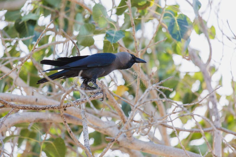 Crow, Birds Crow on a Tree a Live Crow on Branch Stock Photo - Image of ...