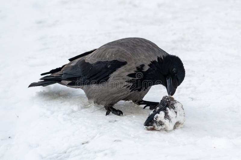 The Crow is Biting a Fish Head in the Snow Stock Image - Image of ...