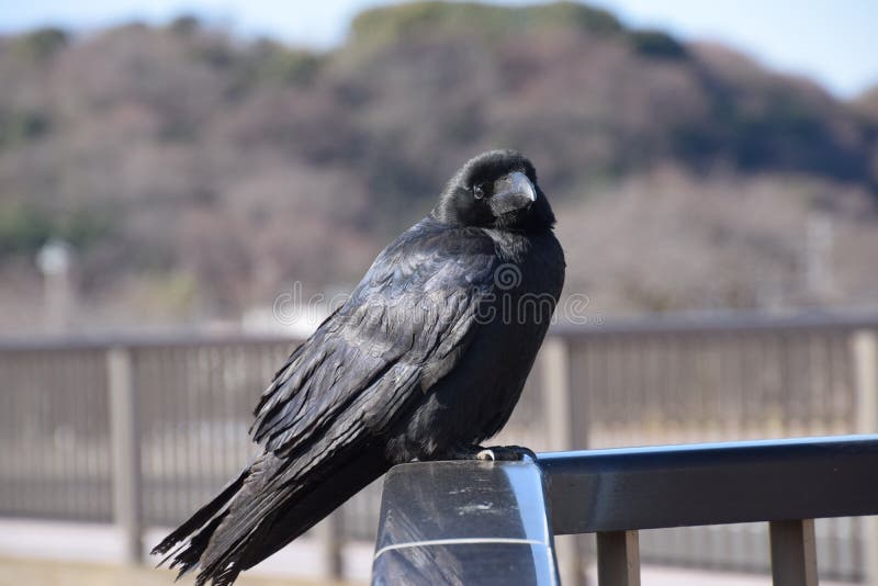 Image of a Crow Flapping Its Wings Against a Blue Clear Sky. Birds ...