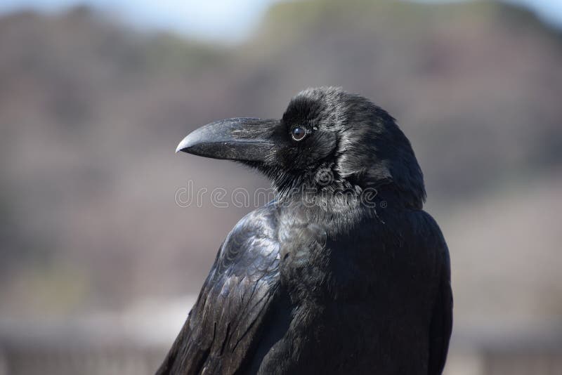 Image of a Crow Flapping Its Wings Against a Blue Clear Sky. Birds ...